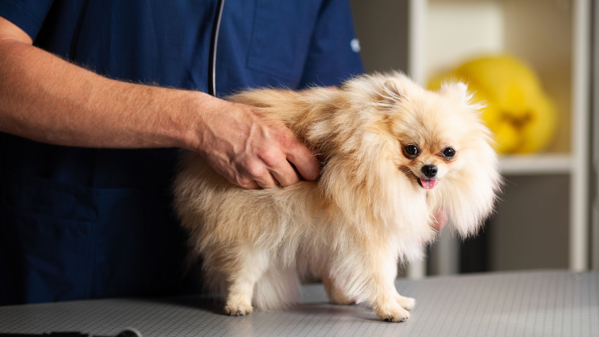 New Client Form | Healthy Pets Veterinary Care