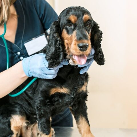 Boca Raton, FL 33496 Veterinary Services | Healthy Pets Veterinary Care